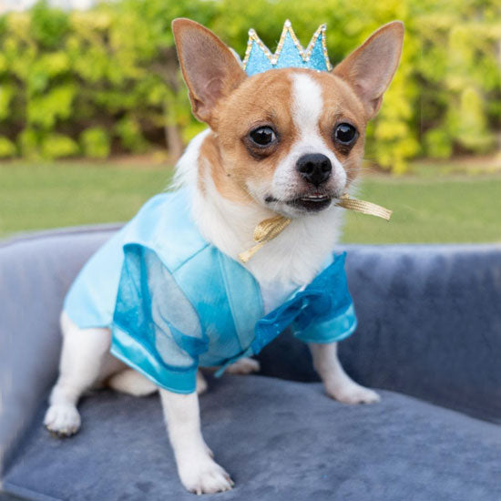 Dogs – Coco Pets Fashion